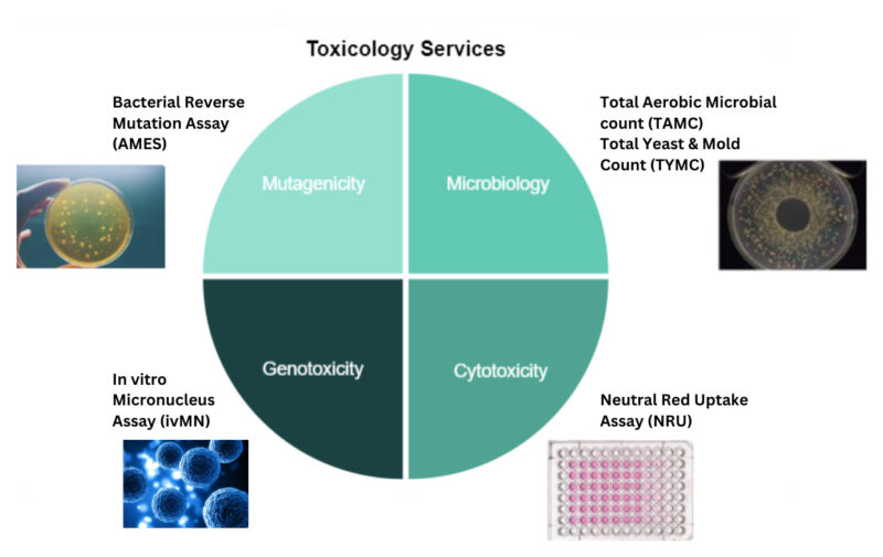 In Vitro Toxicology Testing